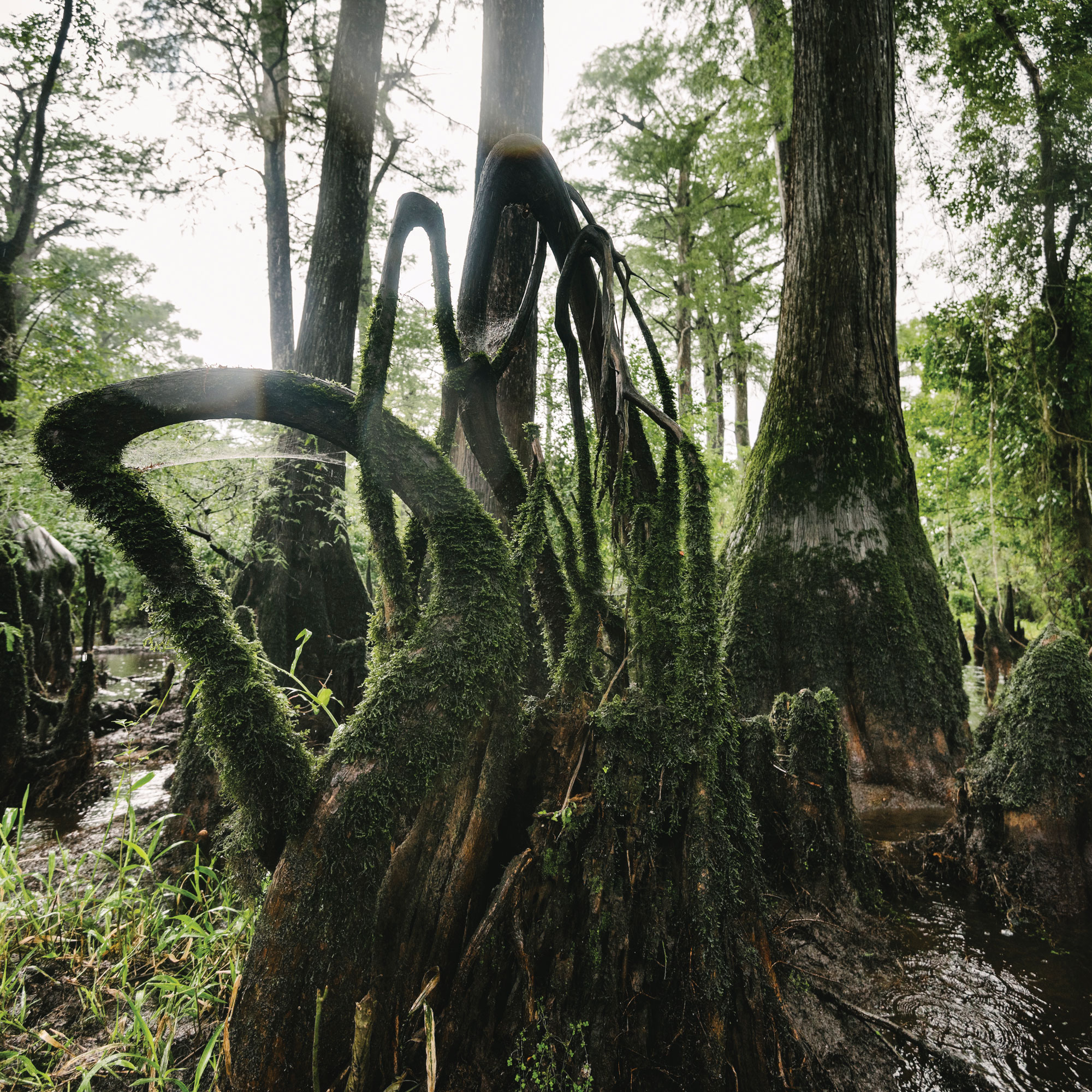 Photo Essay: Giants of the Forest | Our State