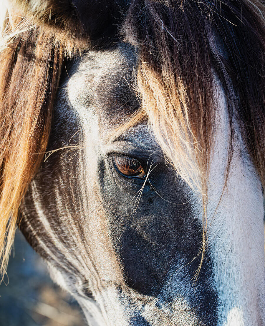 The Caretakers of Pony Island | Our State