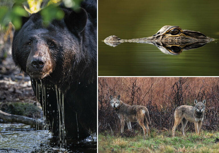 5 Ways to Explore Alligator River National Wildlife Refuge | Our State