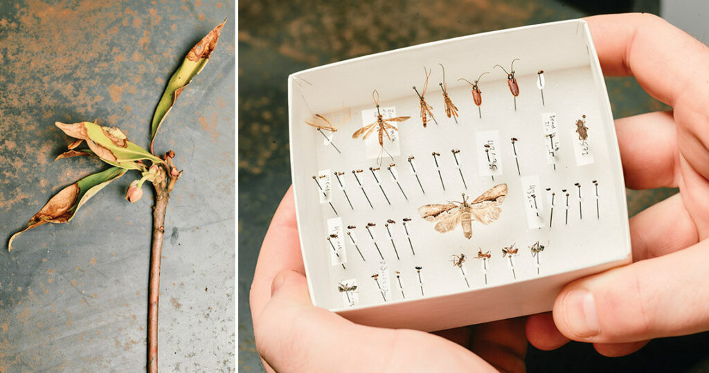 The Bug Man of Raleigh | Our State