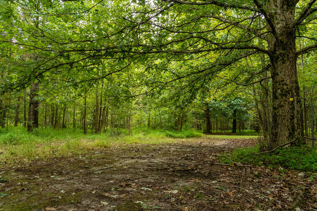 Explore the North Carolina Prairie Ridge Ecostation | Our State