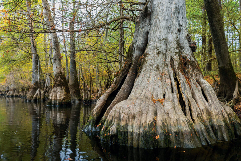 12 Notable North Carolina Trees | Our State