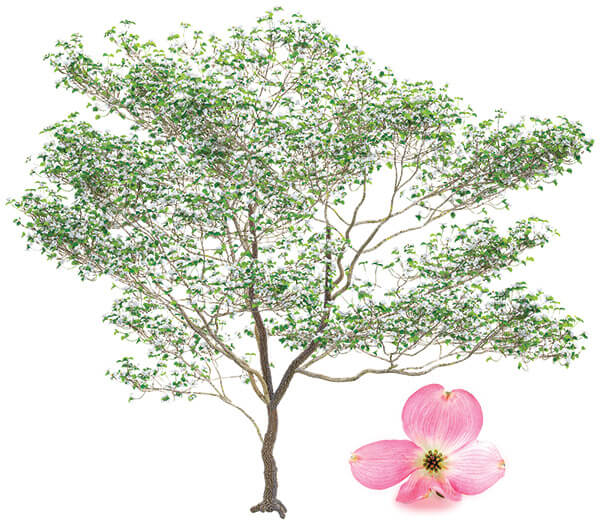 12 Notable North Carolina Trees | Our State
