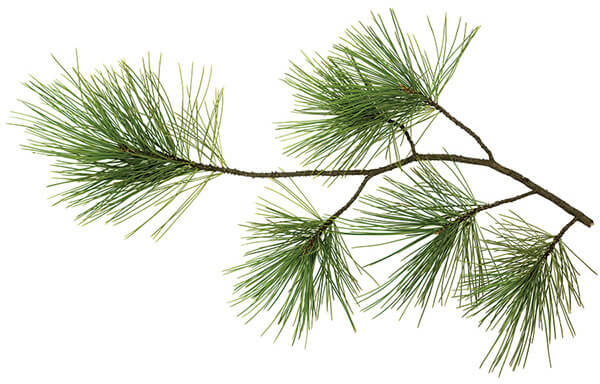 12 Notable North Carolina Trees | Our State