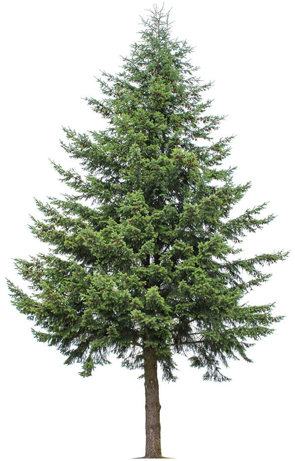 12 Notable North Carolina Trees | Our State