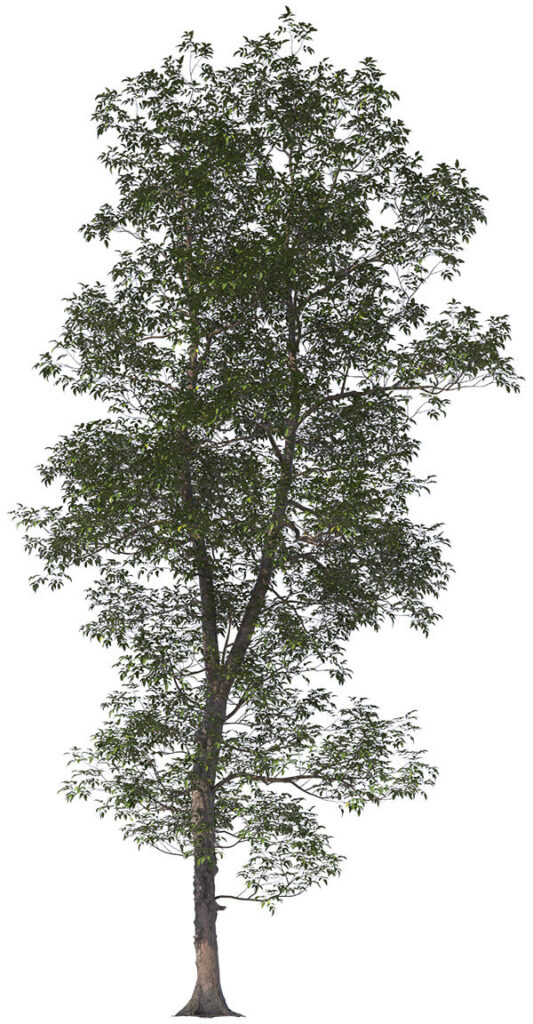 12 Notable North Carolina Trees | Our State